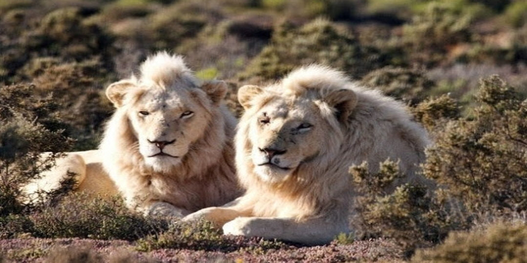 Video ANİMAL: Beyaz Aslan Görseller