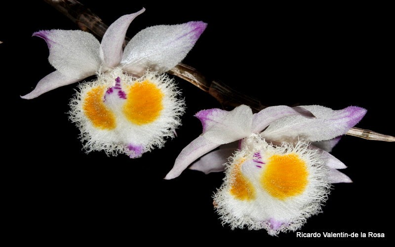 Ricardo's Blog, : Dendrobium devonianum, a challenge to grow and flower ...