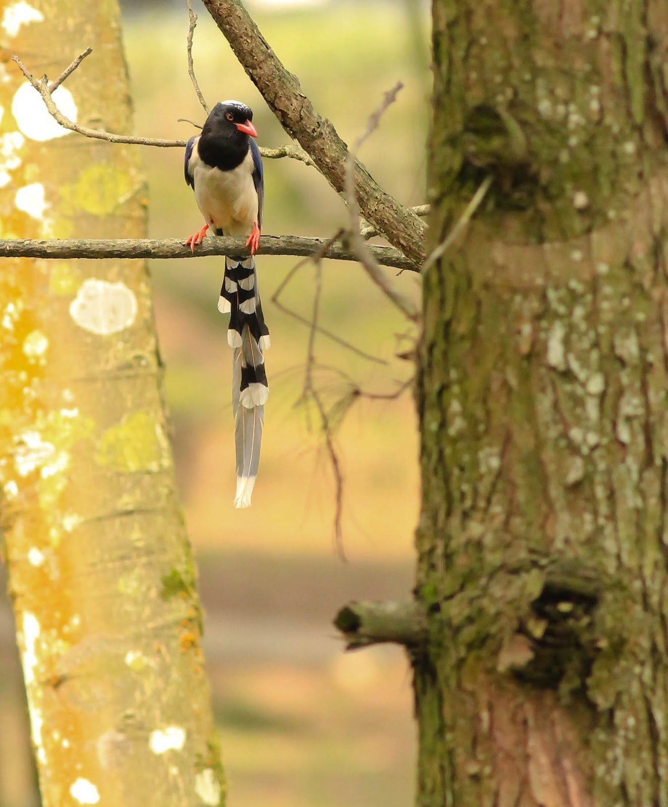 Vietnam Bird News: Ba Vi National Park