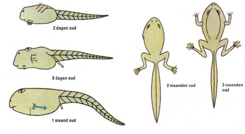 Dorpsbeuk Groep 1/2: kikkerdril