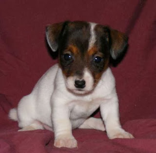 Life Expectancy of of Jack-A-Bee hybrid dog mix of Beagle and Jack ...