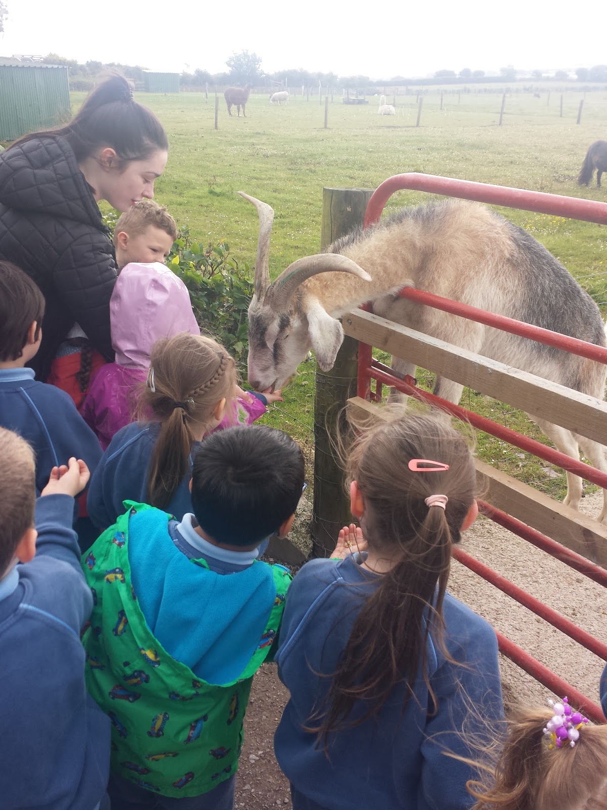 Junior Infants Scoil Nioclais: Our First School Tour! [Ms Chawke's Juniors]