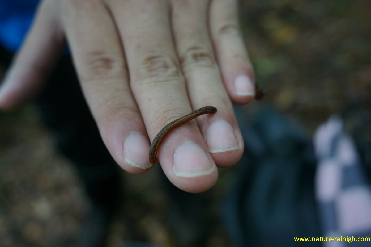 Nature-ral High: Pantingan Peak Traverse to Tarak Ridge - A climb that ...