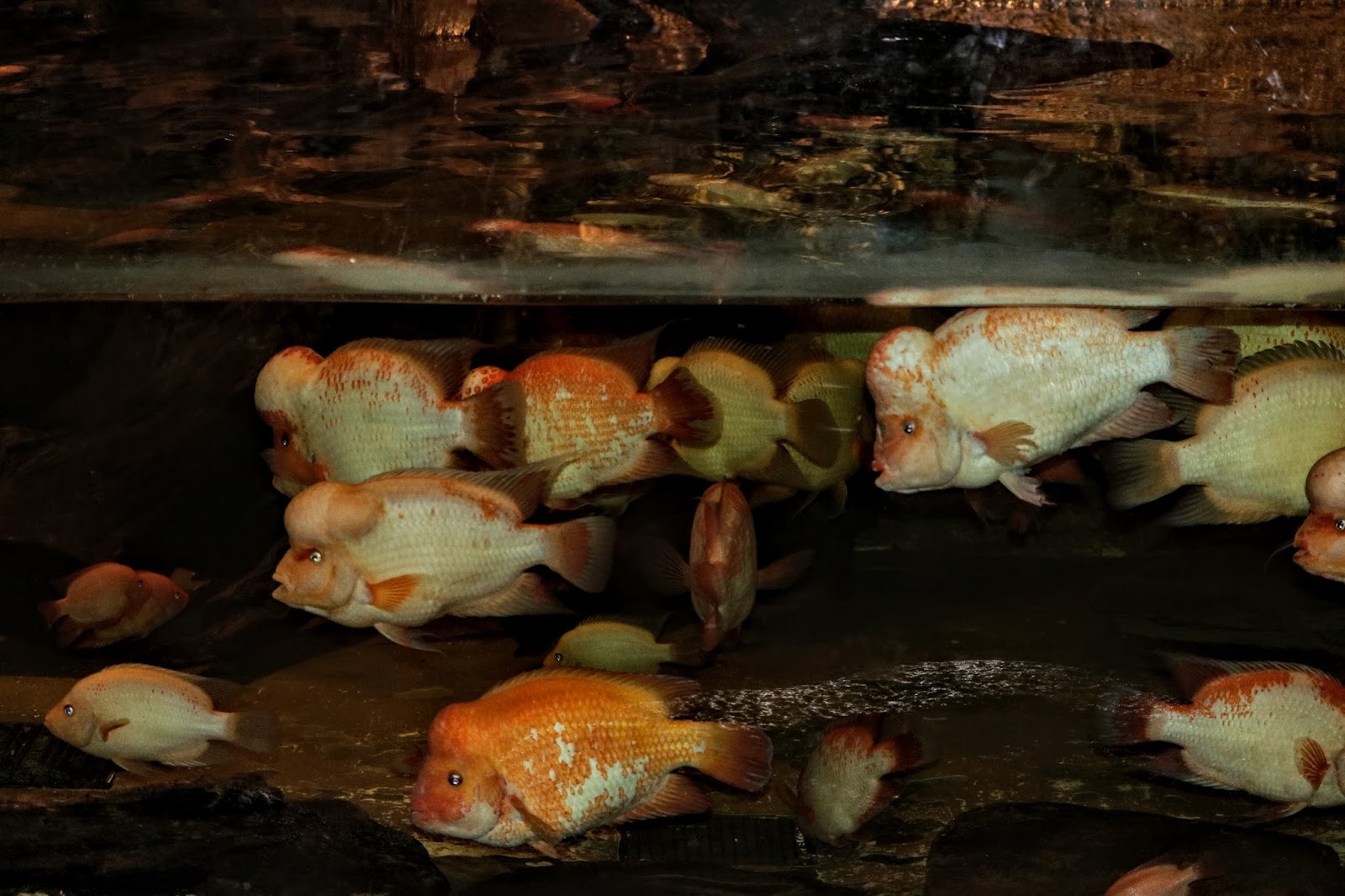 Citrinellum Goldfish Pics At The Akron Zoo