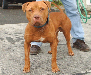 Game Dog World: GR CH EVOLUTION KENNEL MACHOBUCK! ROM DOY 2004