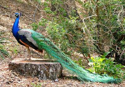 Pavo real (Pavo Cristatus)