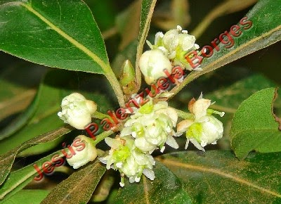 Jesus Palenzuela Borges: Loro, laurel (Laurus novocanariensis).