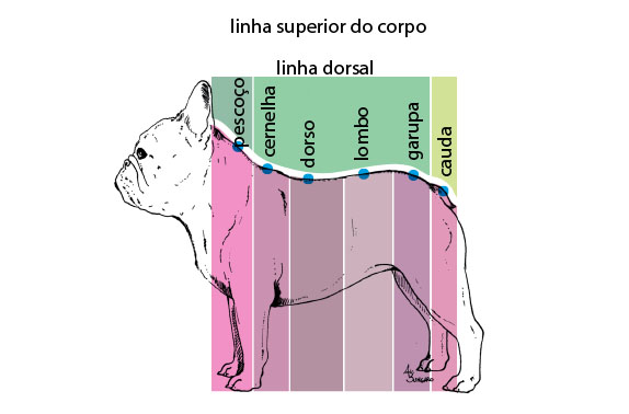 A importância do exercício para cães - dorso selado - PetEscadas