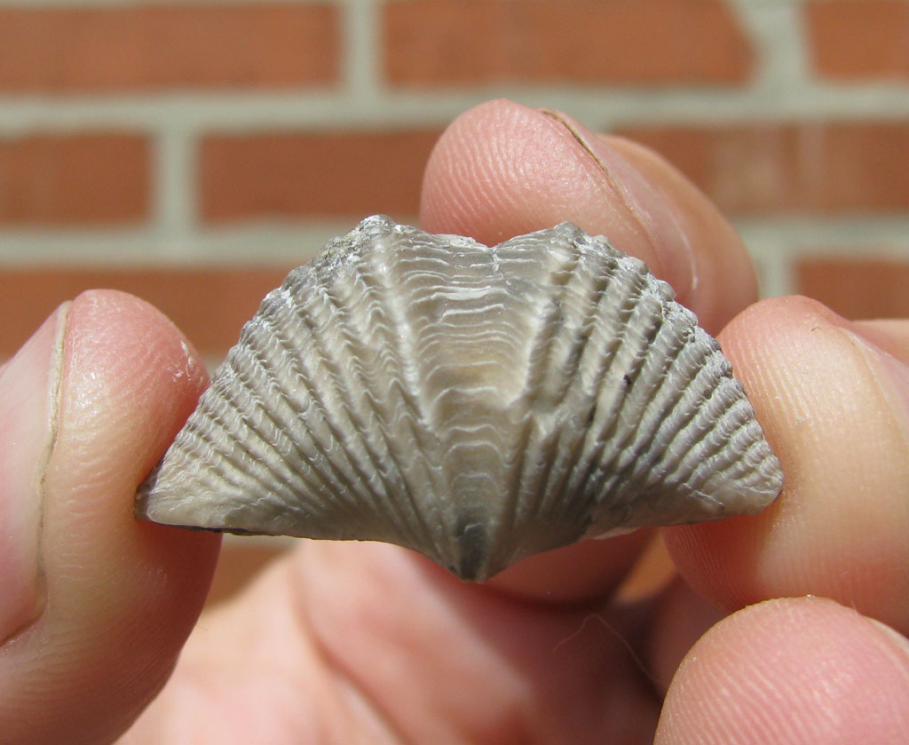 Views of the Mahantango: Mucrospirifer mucronatus brachiopod from the ...