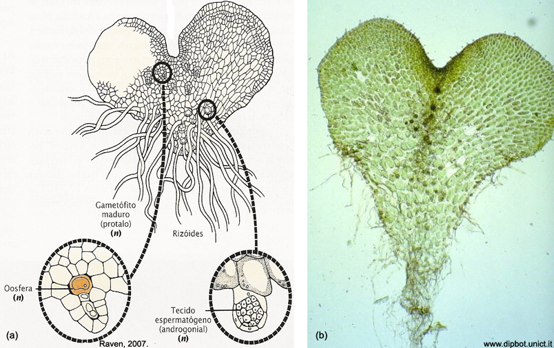 Biologia T204: As Pteridófitas