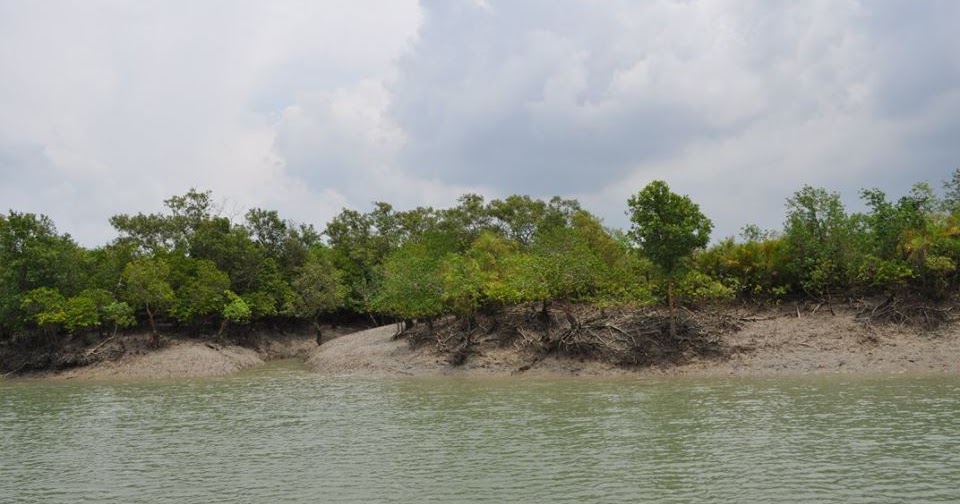 Sundarban the famous tourist place in West Bengal - Drawing and Painting
