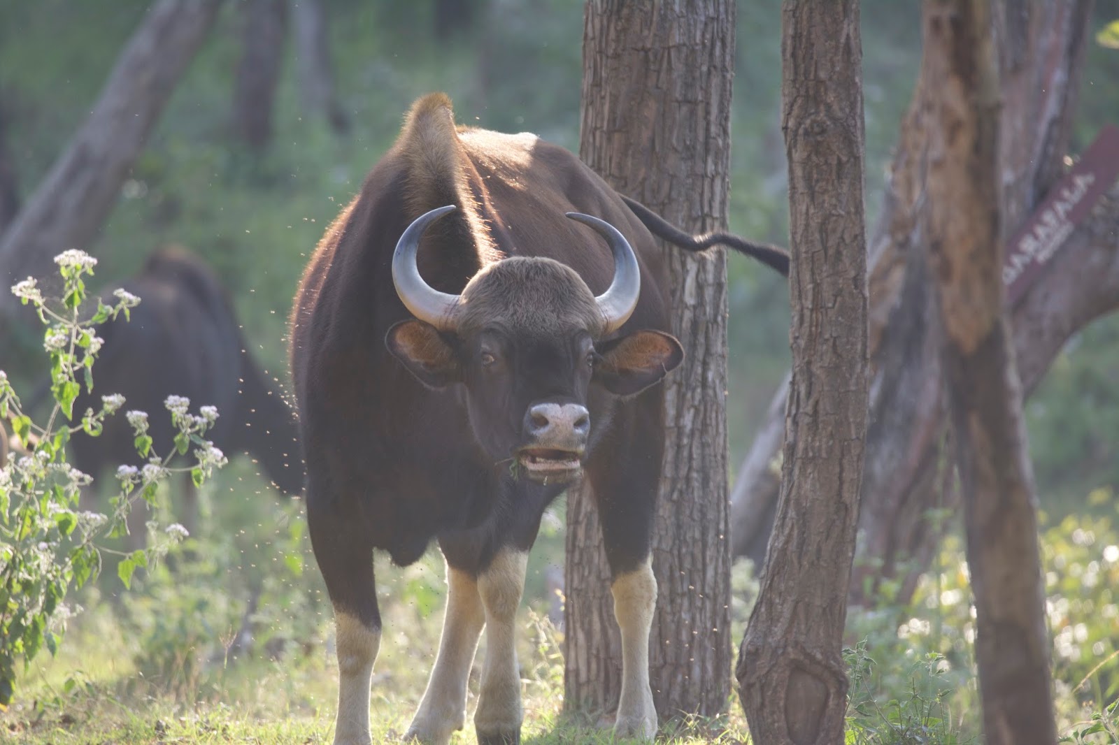 Wildlife and Wildlife Photography: Wildlife and Wildlife Photography ...