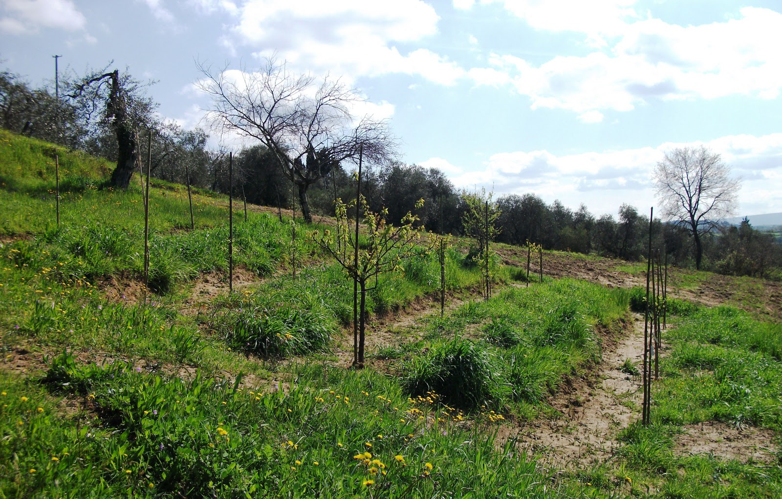 Natura Come Amica: Frutteto varietà antiche e locali: impianto