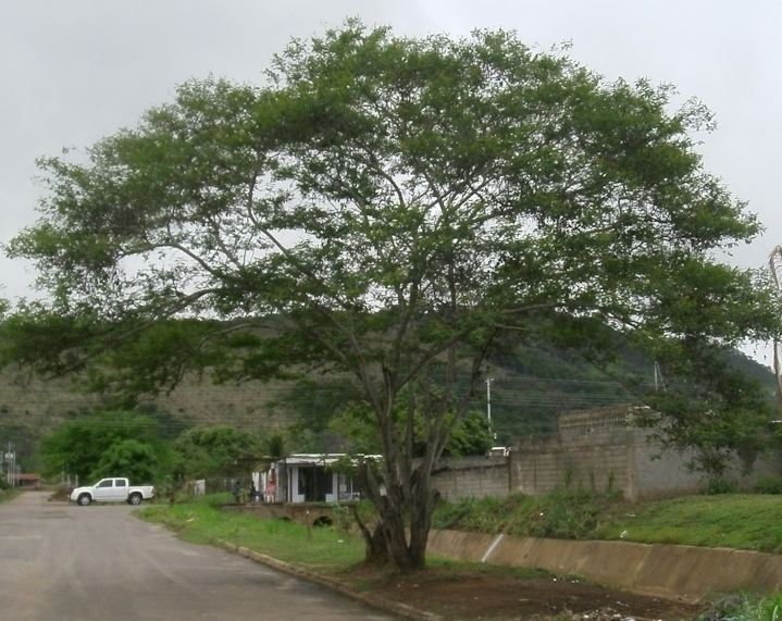 Guayana: Eje Sur Upata Santa Elena de Uairén: En Upata los cujíes no ...