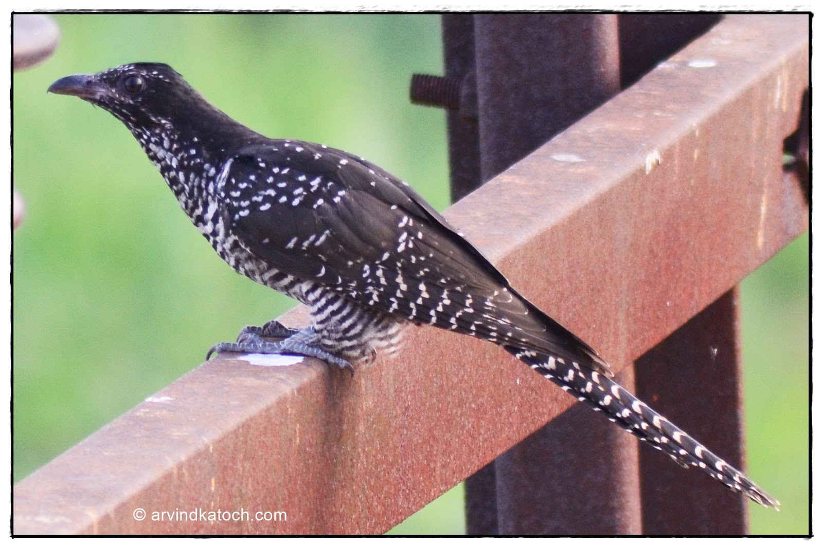 Asian Koel (Eudynamys scolopaceus) Picture and Detail (Sweet voiced Bird)
