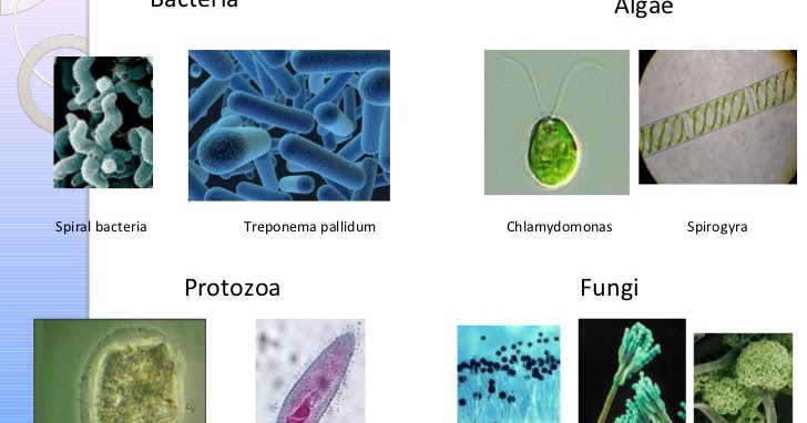 COMMON MICROORGANISMS OF MEDICAL IMPORTANCE