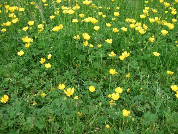 Creeping Buttercup ~ Lawn and Turf Care