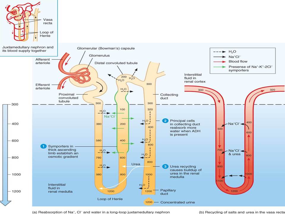 Fisiologia medica UAS: Filtrado en la asa de henle