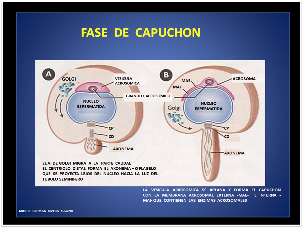MANUAL DE REPRODUCCION BOVINA: FECUNDACION