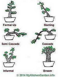 Bougainvillea Bonsai Training and Shaping | How To Train a Bonsai Plant