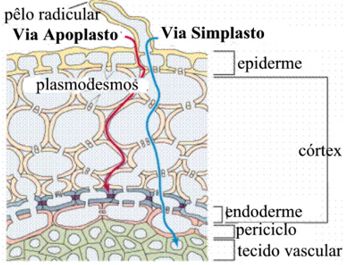 BIO POINT: FISIOLOGIA VEGETAL