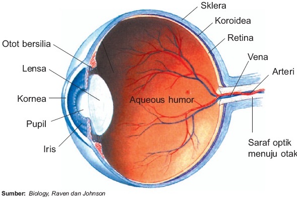 Struktur Mata Sebagai Indra Penglihatan dan Kelainan Pada Mata Manusia ...