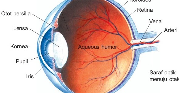 Struktur Mata Sebagai Indra Penglihatan dan Kelainan Pada Mata Manusia ...