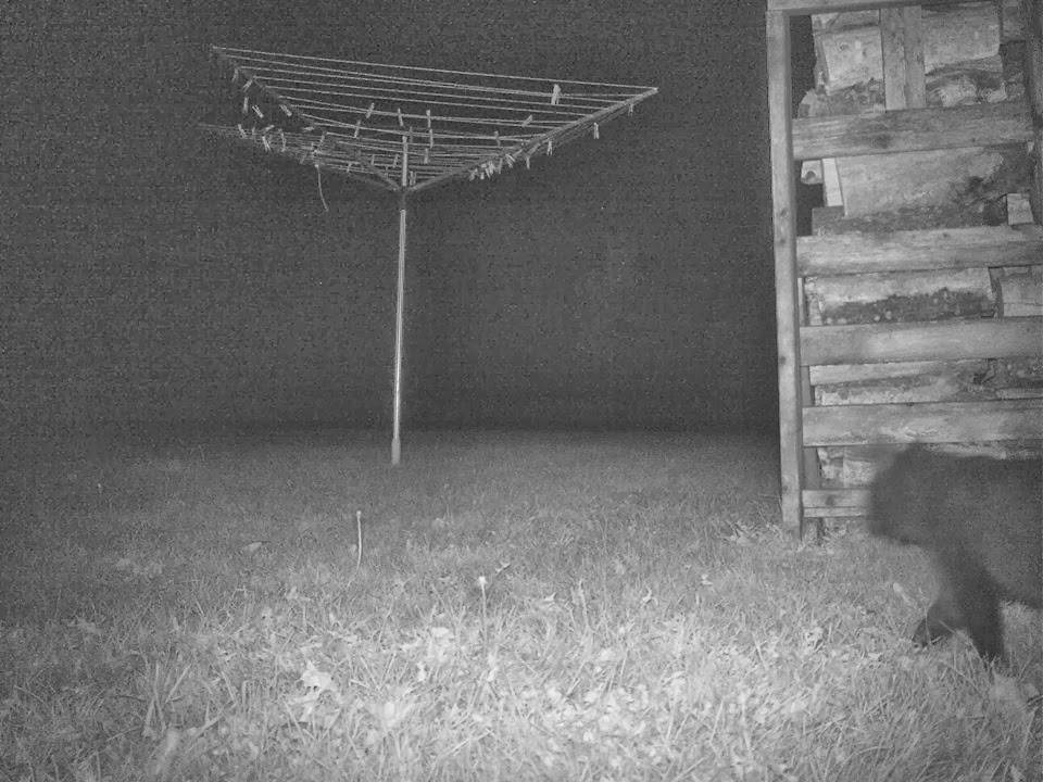 Possible Big Cat Caught on Game Cam ~ The Crypto Crew