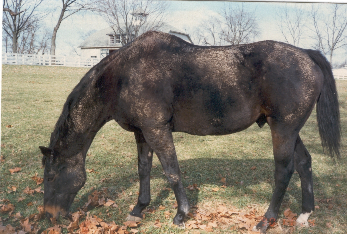 Keep Turning Left!: Forego!