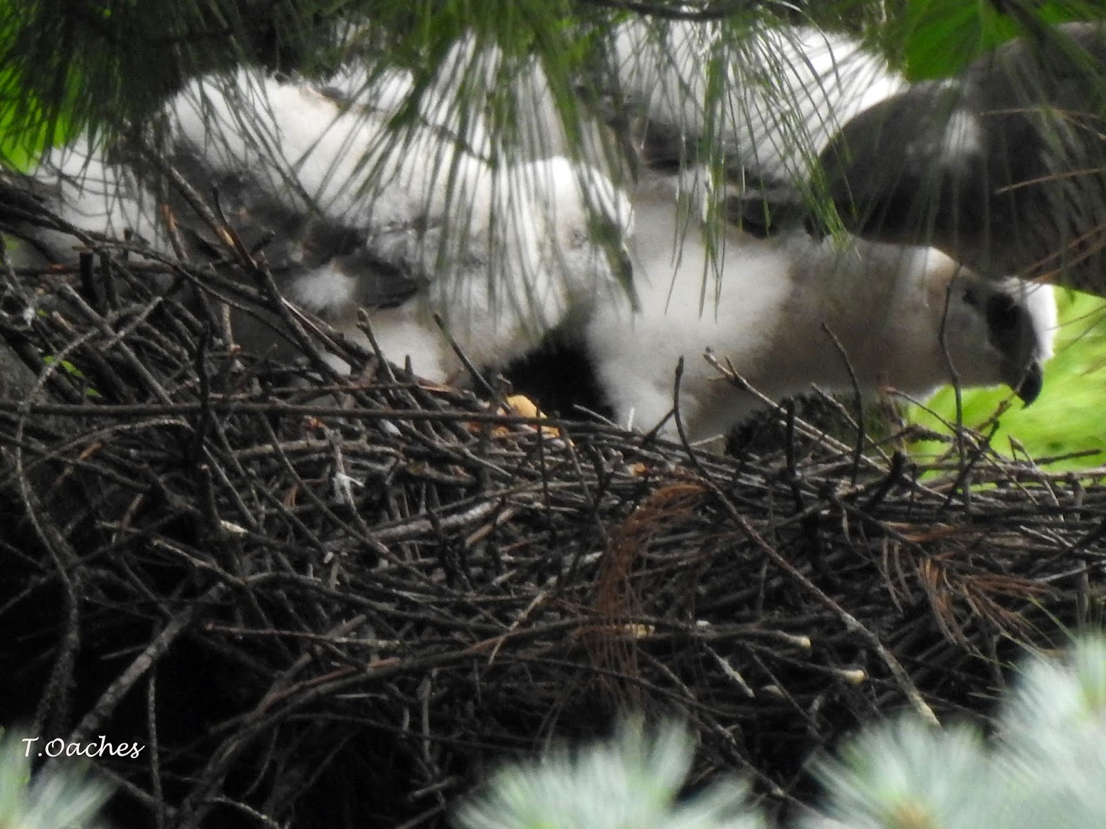PASARI DIN ROMANIA: ULIU PASARAR (5), Puii de Accipiter nisus, Cresterea