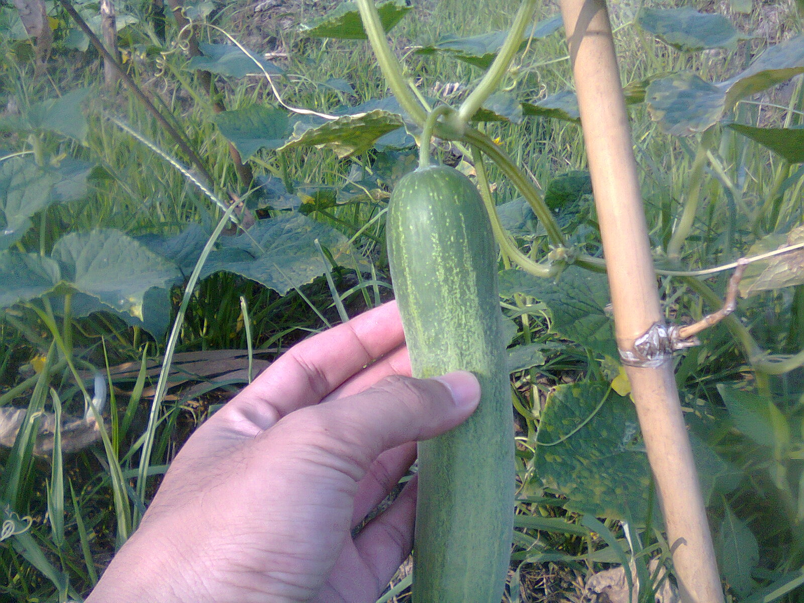 Mengenal Karakteristik dan Syarat Tumbuh Mentimun (TIMUN) - Rumah Petani