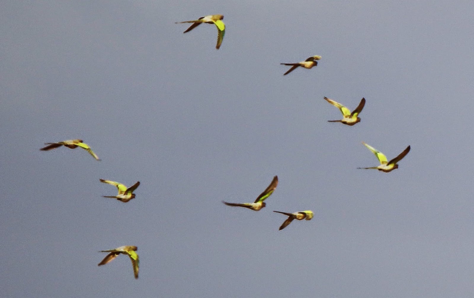 Richard Waring's Birds of Australia: Princess Parrots on Kintore Road