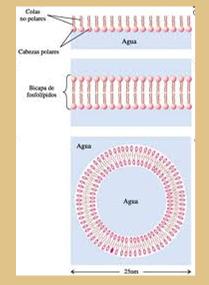 Química: 1. Lípidos: estructura, clasificación