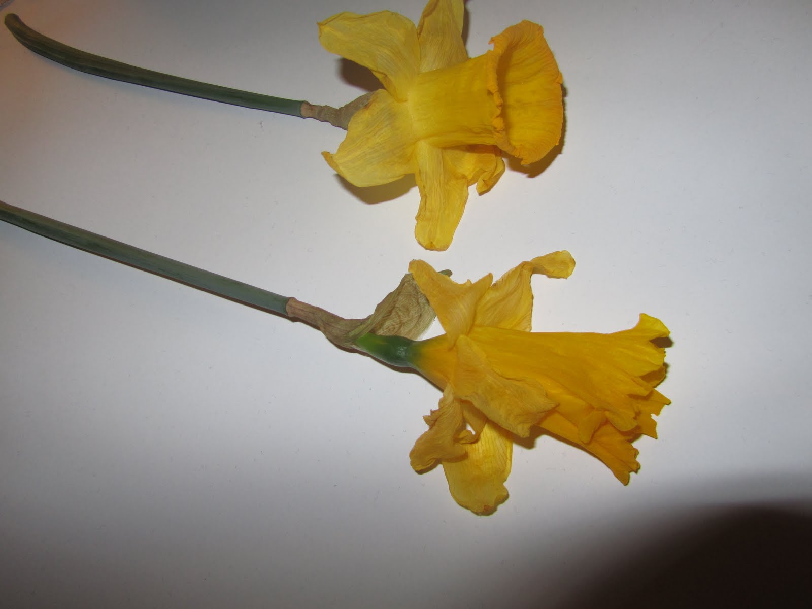 Design Practice: The Decomposition of a Flower.