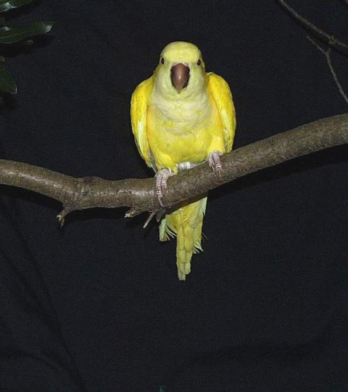 Hello Friends..!: yellow quaker parrot