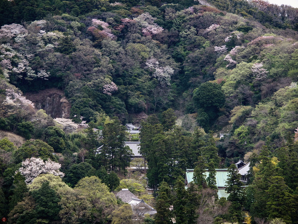 FROM THE GARDEN OF ZEN: Yama-zakura (Cerasus jamasakura) blossoms ...