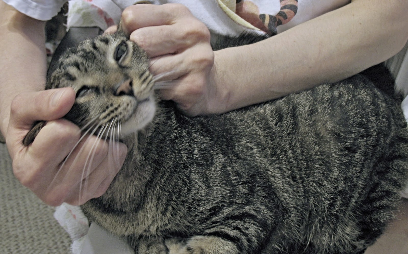 FAT CAT RATS - Momma Kat and Her Bear Cat