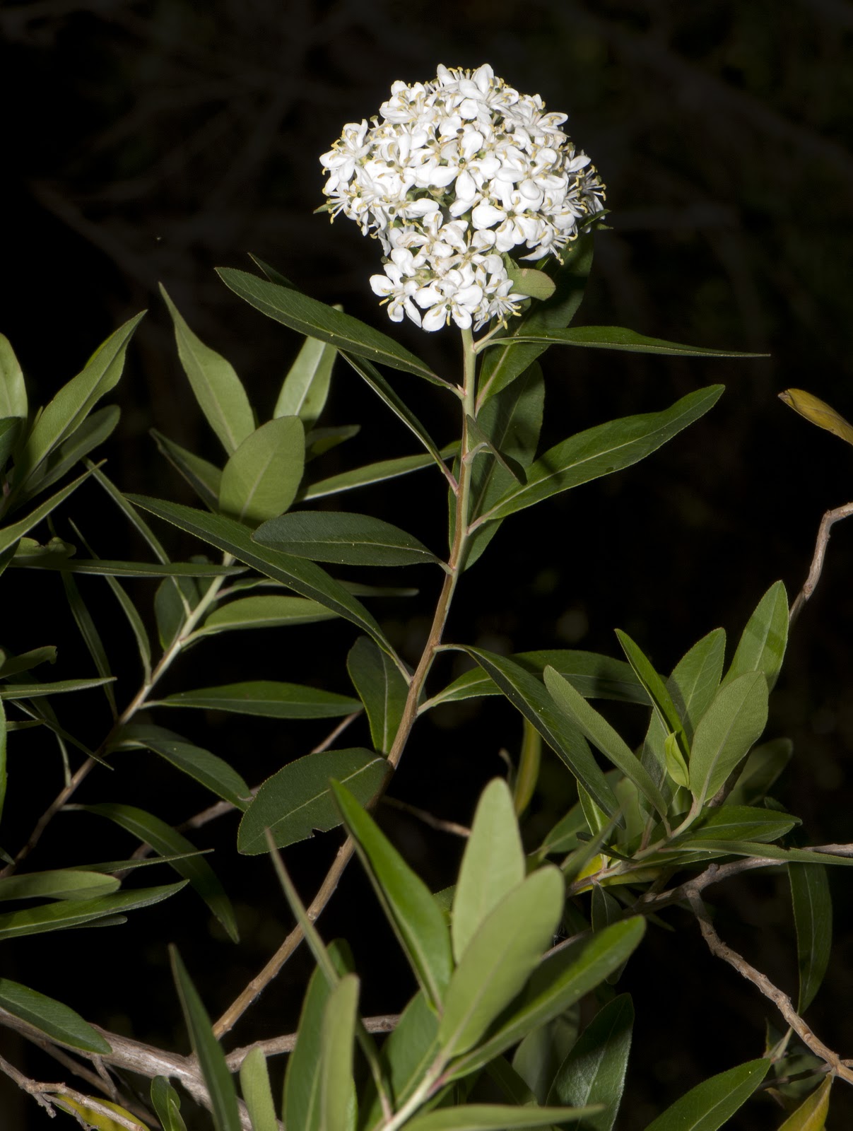 FOTOGRAFIAS DE LA FLORA AUTOCTONA DEL URUGUAY: ARBOL DEL PITO