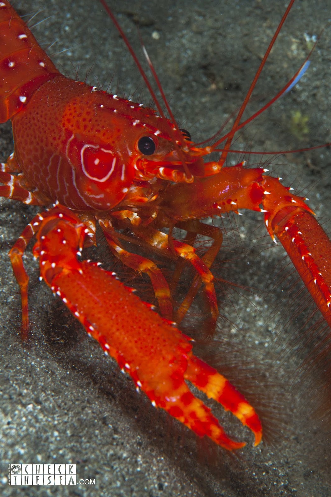 Check the Sea. Web de buceo y fotografía submarina de las Islas ...