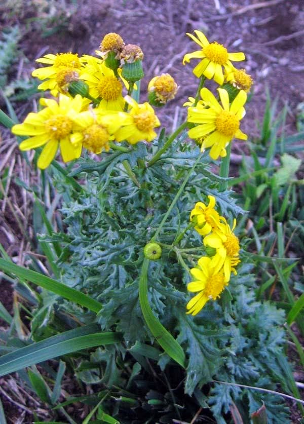 Biodiversity Science: Weed adaptation