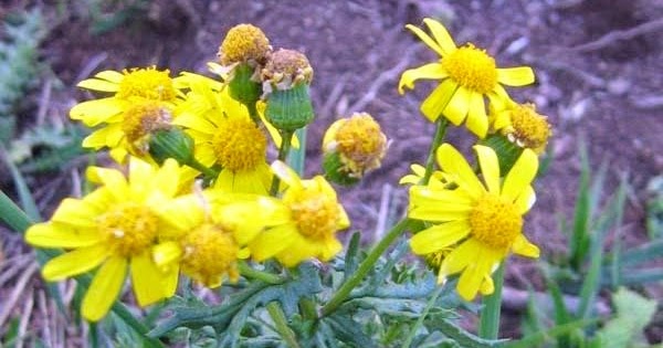 Biodiversity Science: Weed adaptation