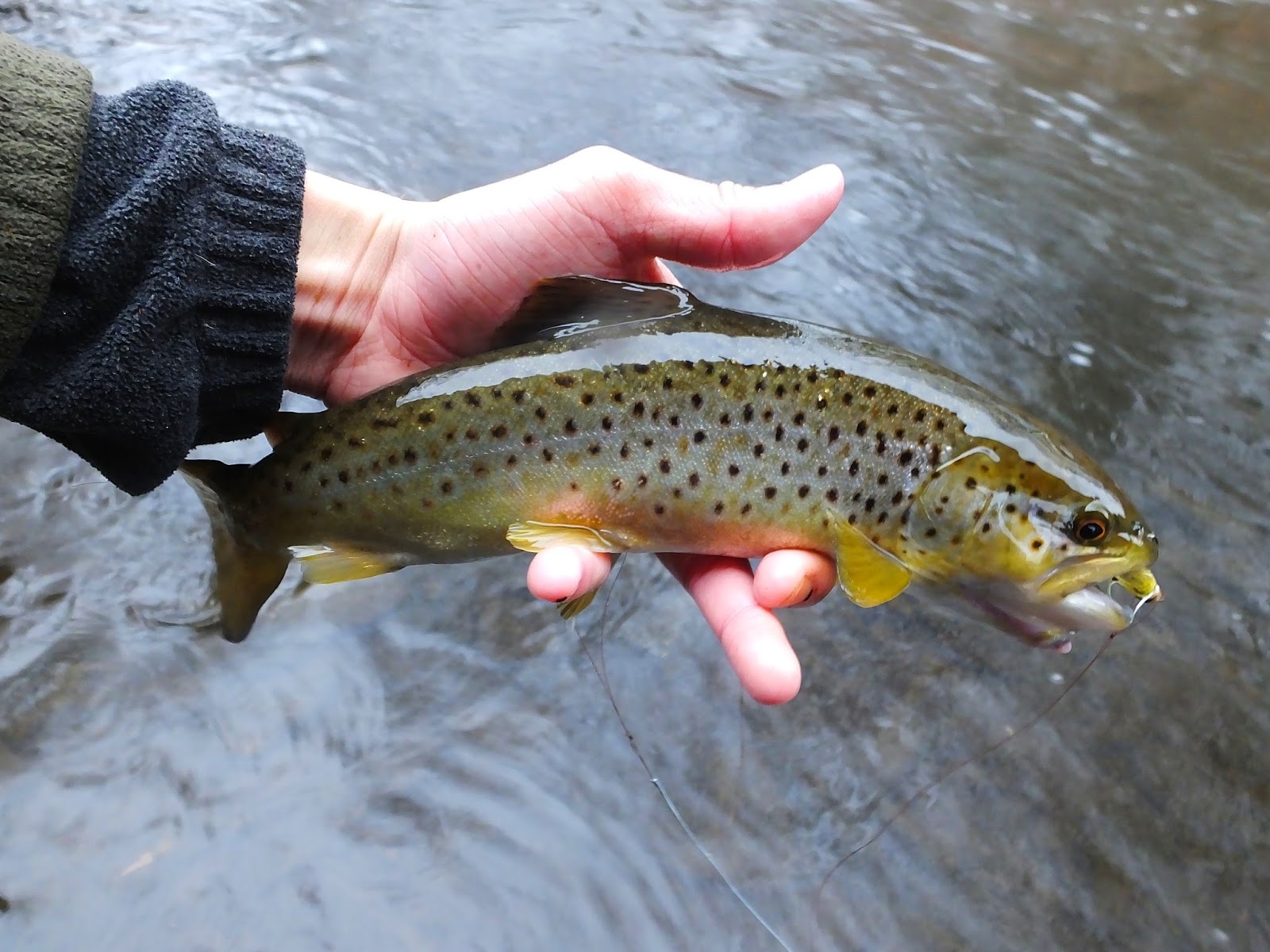 Connecticut Fly Angler: Super Bowl Sunday Brown Trout