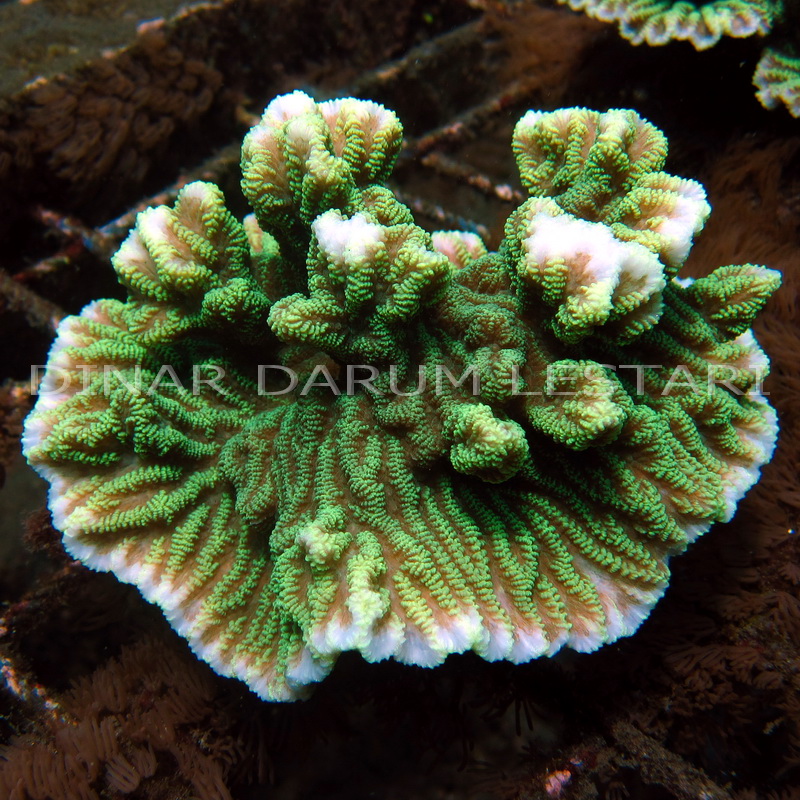 PT. DINAR DARUM LESTARI: Merulina spp