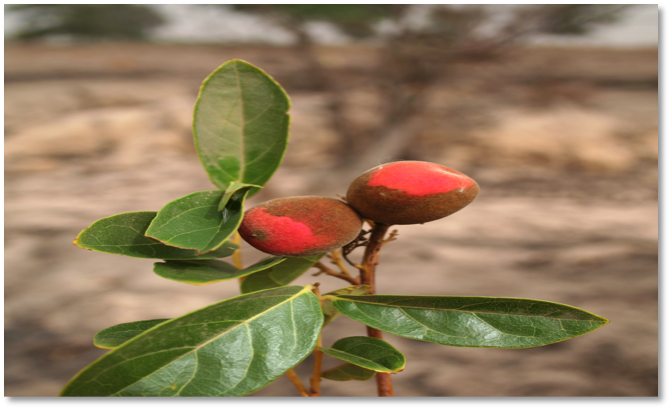 SEYILAABE HTKM: La Chronique du mardi au Jardin Botanique : L’ICACINA ...