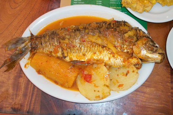 ANIMALES EN VÍA DE EXTINCIÓN.: EL BOCACHICO COLOMBIANO.