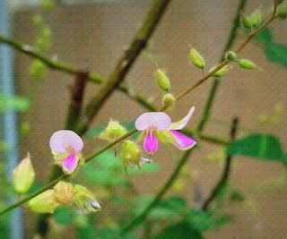 SHADE: Pokok daun rama rama