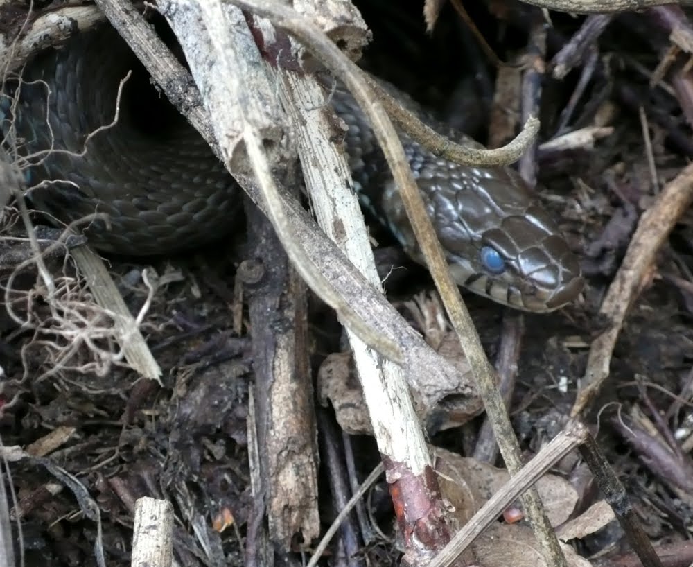 News From Nowhere: Snakes with Peter