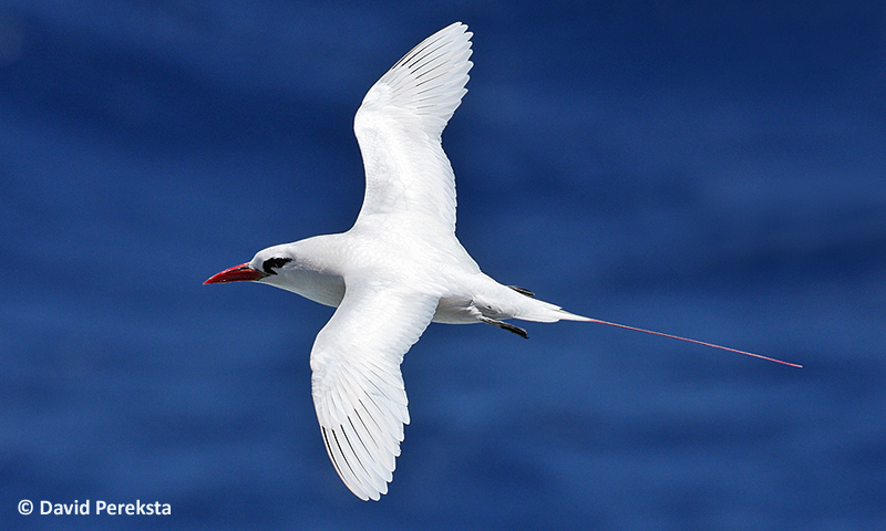 Debi Shearwater's Journeys: ABOUT: The ALBACORE OFFSHORE MONTEREY TRIP
