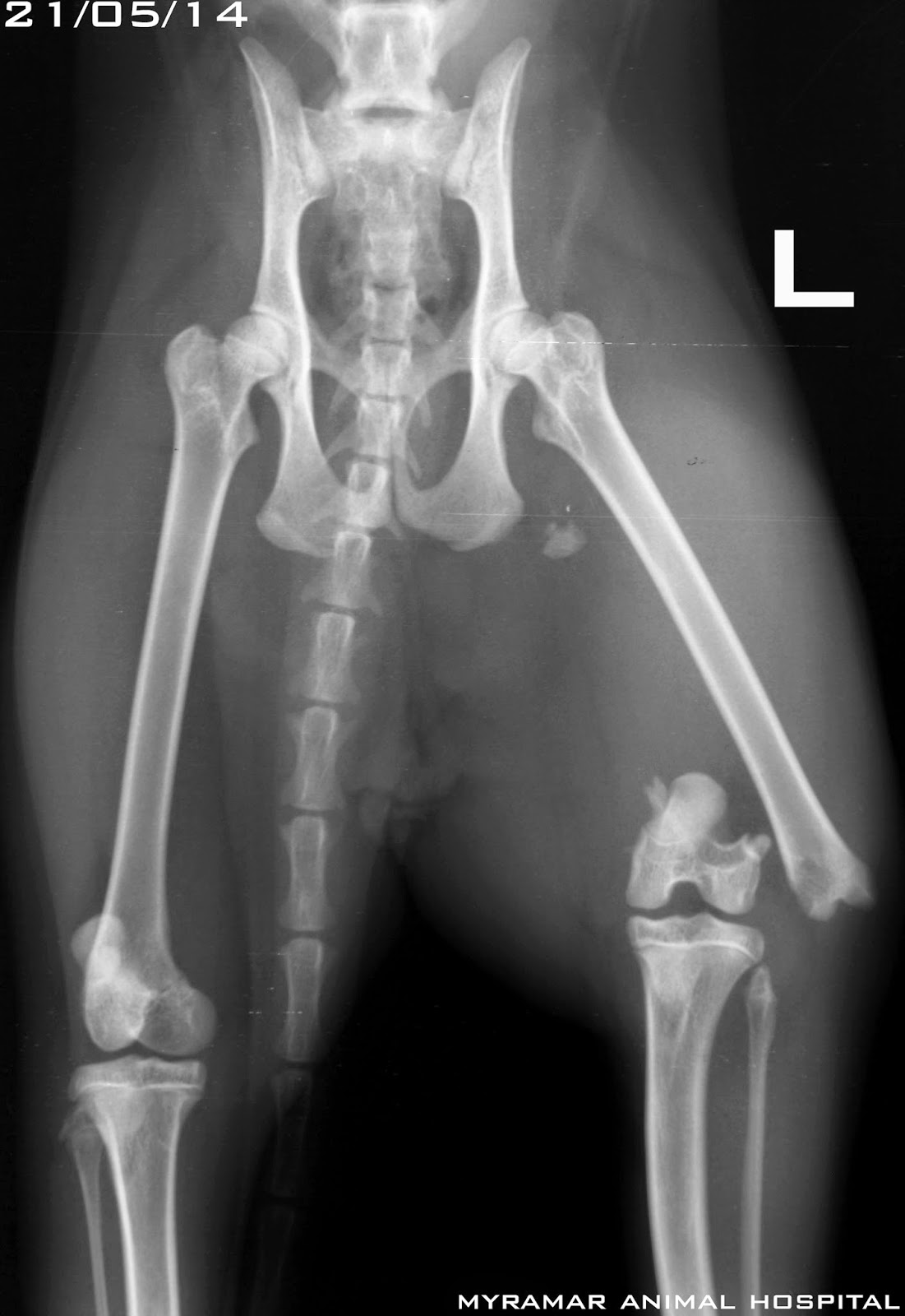 3. FRACTURAS DE FÉMUR. TRAUMATOLOGIA VETERINARIA