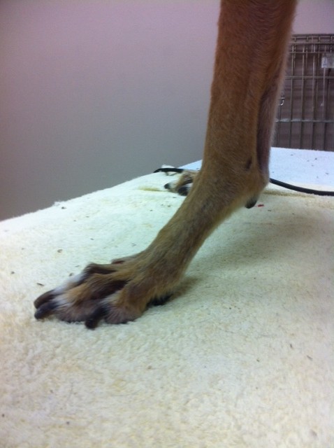 Aragon Greyhounds: Greyhound Feet